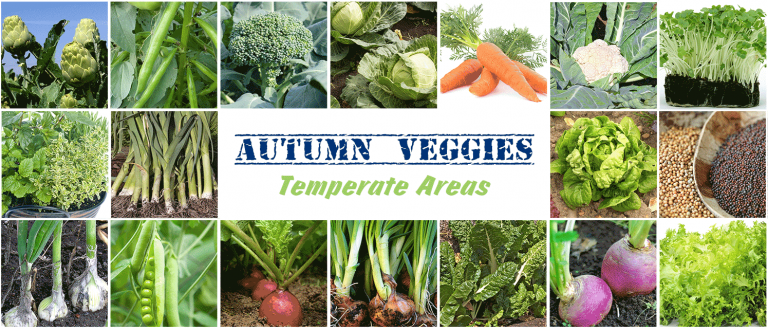 Autumn Planting Guide - Better Pets and Gardens