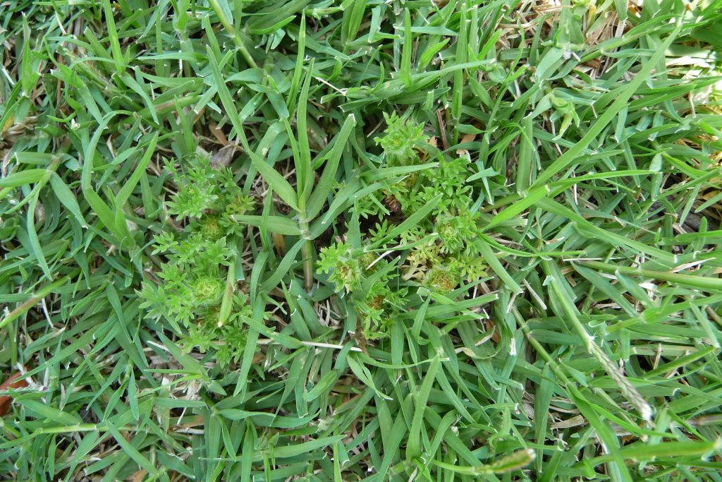 Weed Chart - Better Pets and Gardens