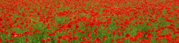 Flanders Poppies - How to Grow - Better Pets and Gardens